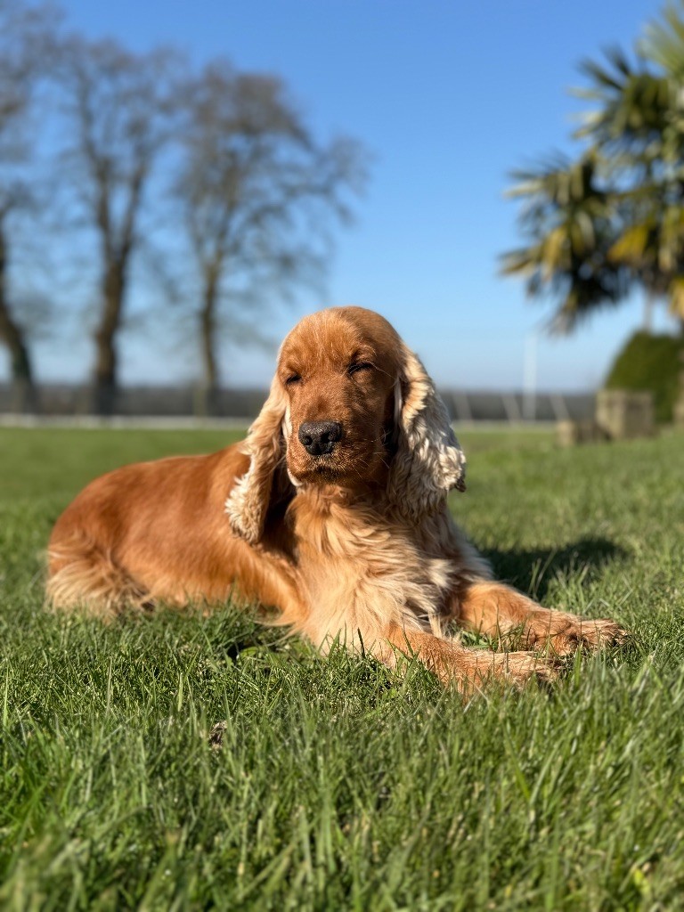 Accueil - Elevage des Joyaux Des Ki Millacs - eleveur de chiens Cocker ...